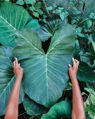 PANC's: tudo que você precisa saber e quais as mais conhecidas